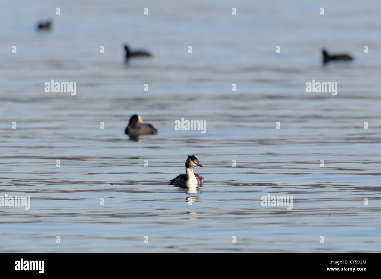 Horned Grebe - Podiceps auritus and Eurasian Coots - Fulica atra on ...
