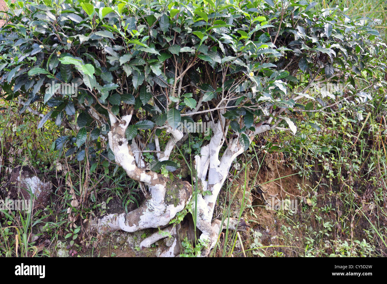 A tea plant Stock Photo - Alamy