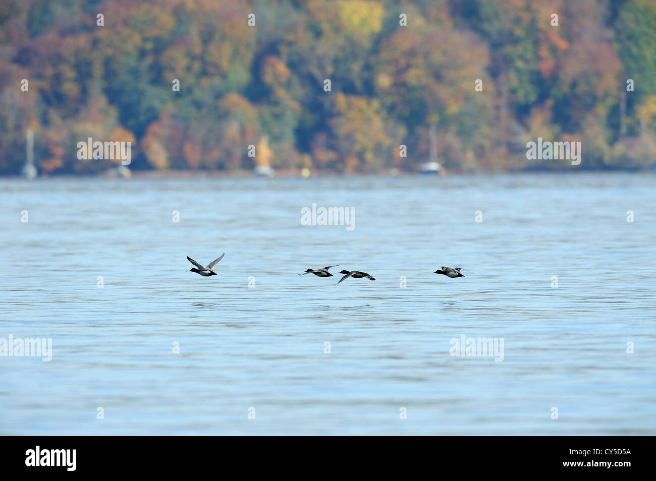 ducks flying over lake in autumn Stock Photo - Alamy