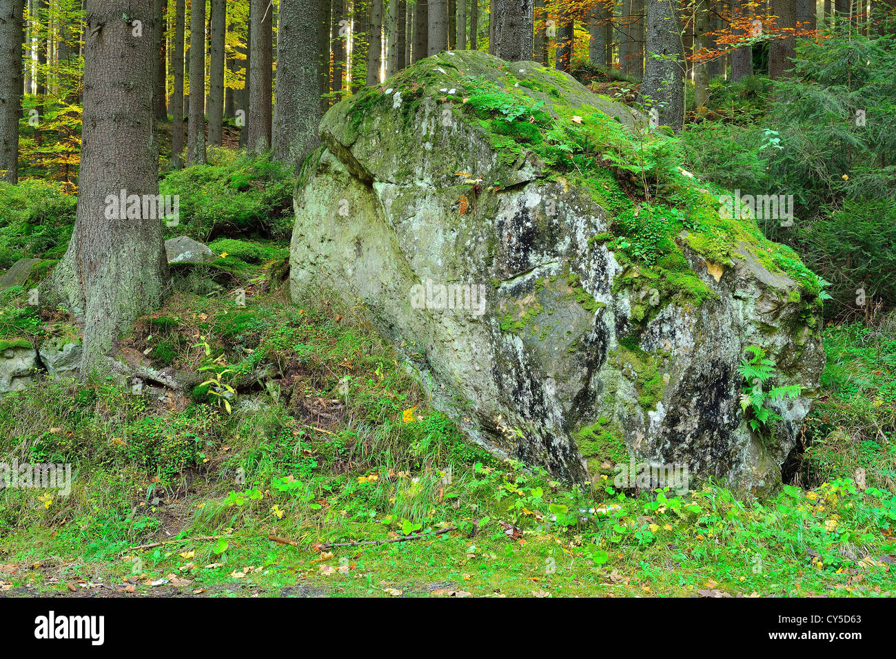 Moss covered boulders in forest near Bystrzyca Klodzka Lower Silesia ...