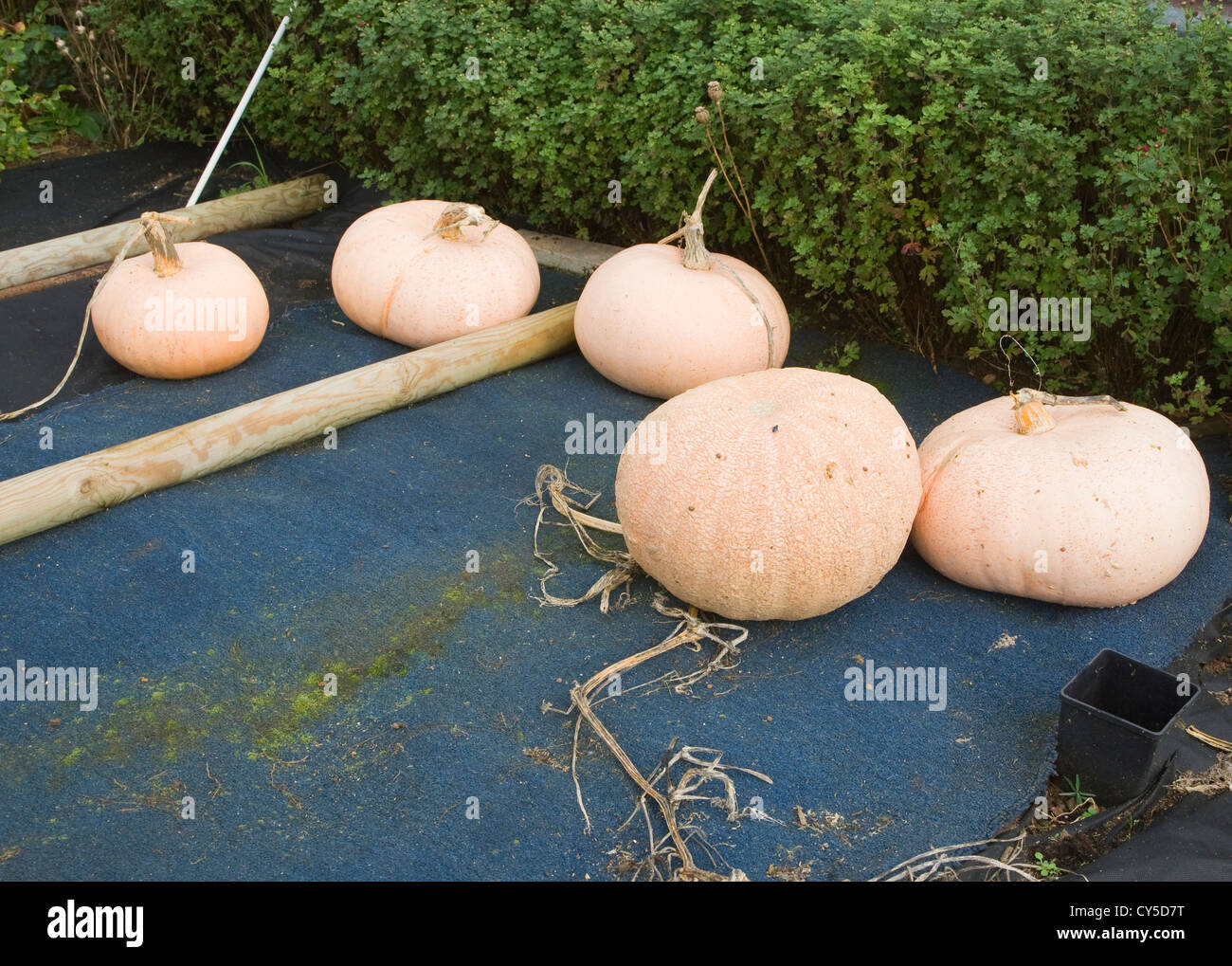 Britain pumpkins hi-res stock photography and images - Alamy