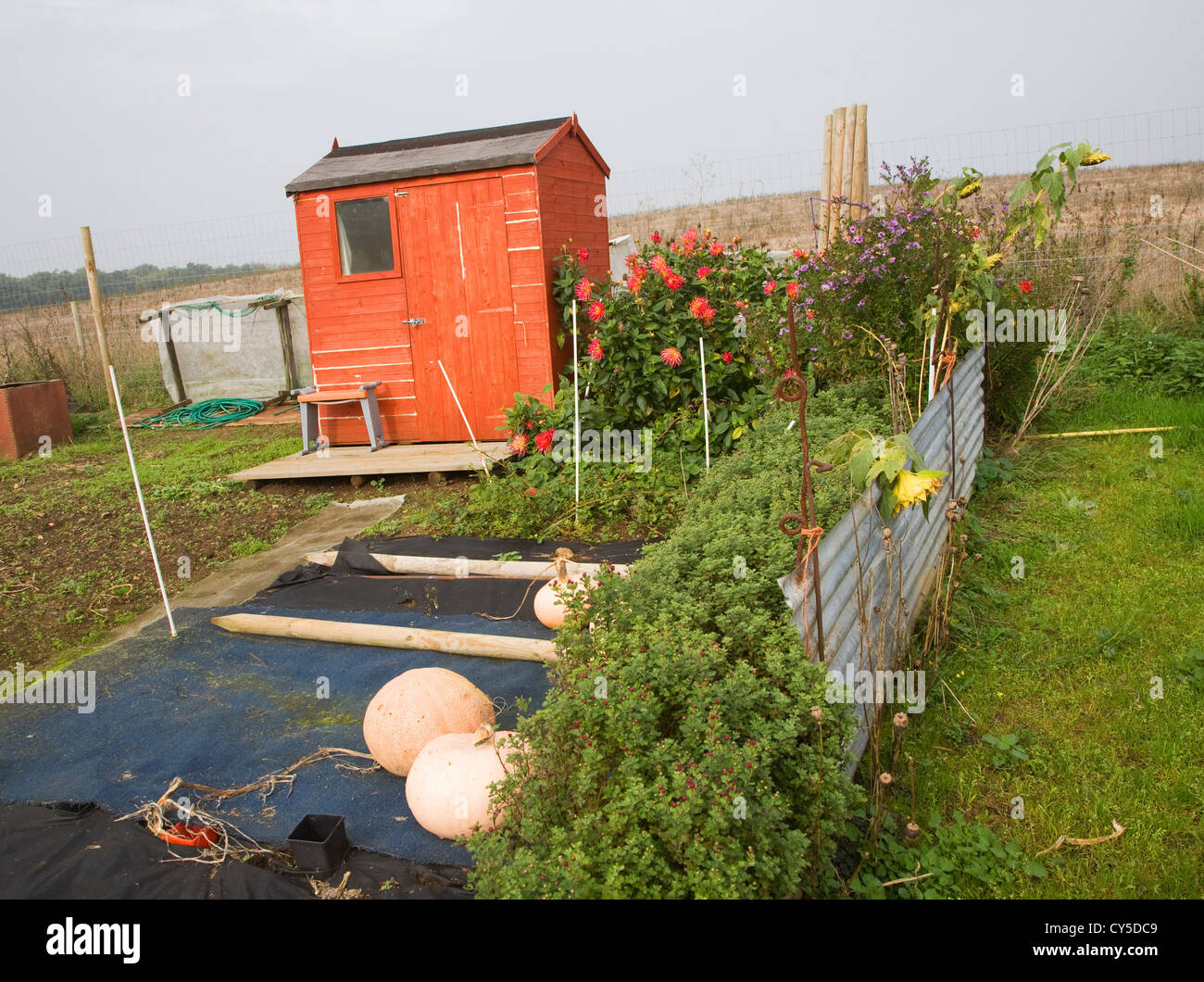 Allotment garden shed hi-res stock photography and images - Alamy