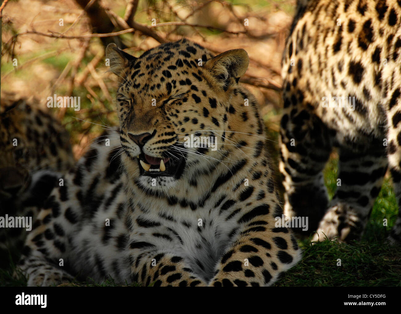 Amur leopard cubs hi-res stock photography and images - Alamy