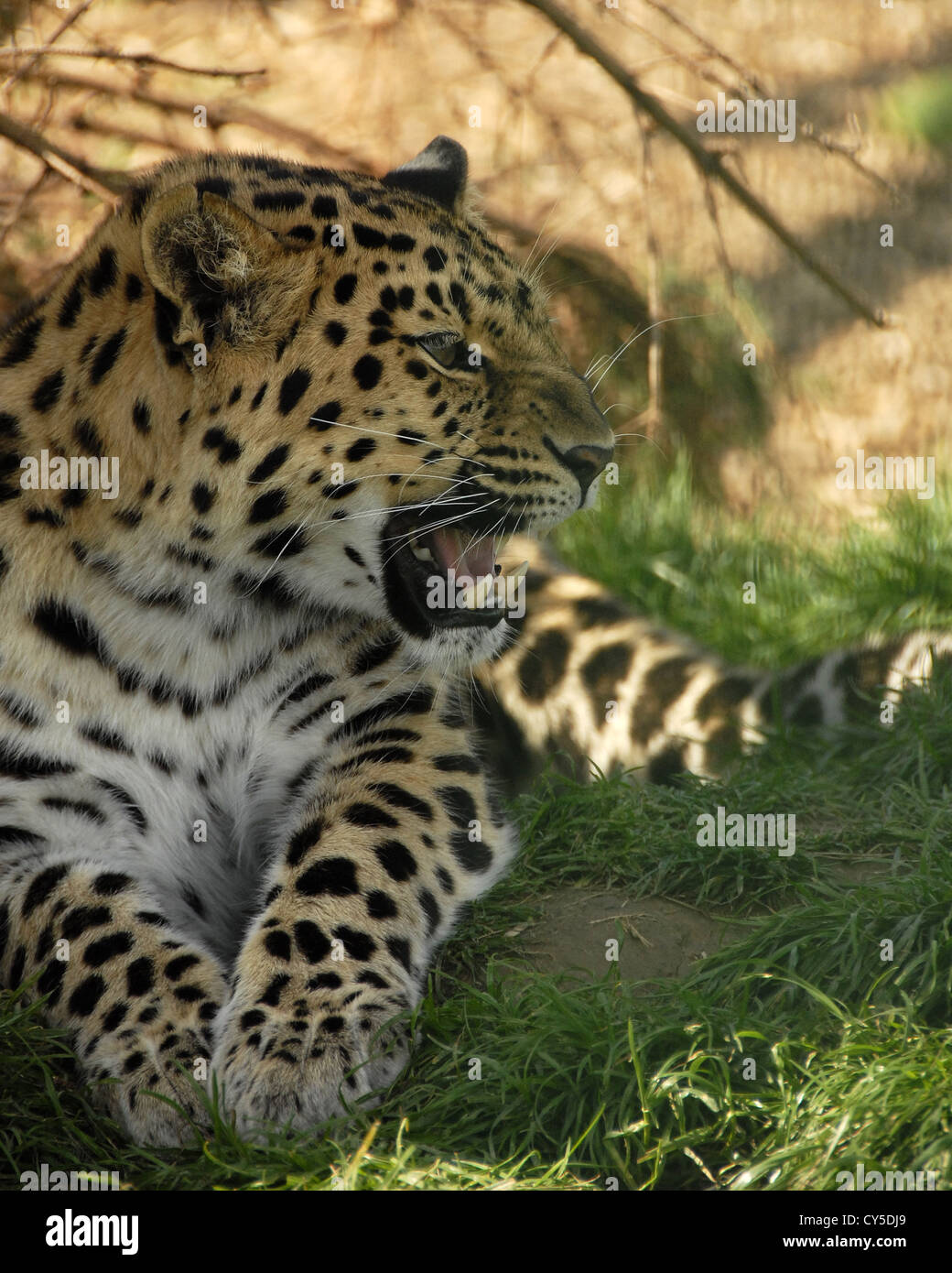 Close portrait rare amur leopard hi-res stock photography and images ...