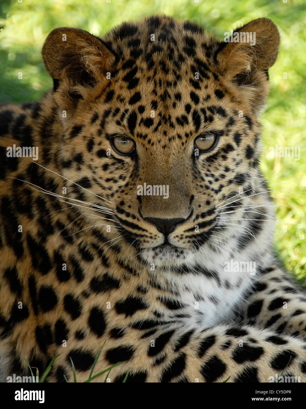 Amur leopard hi-res stock photography and images - Alamy Amur leopard hi-res stock photography and images - Alamy