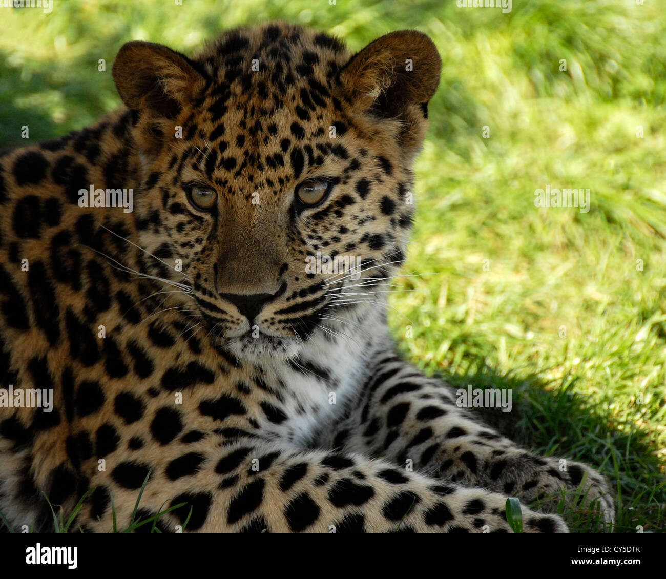 Boy leopard hi-res stock photography and images - Alamy