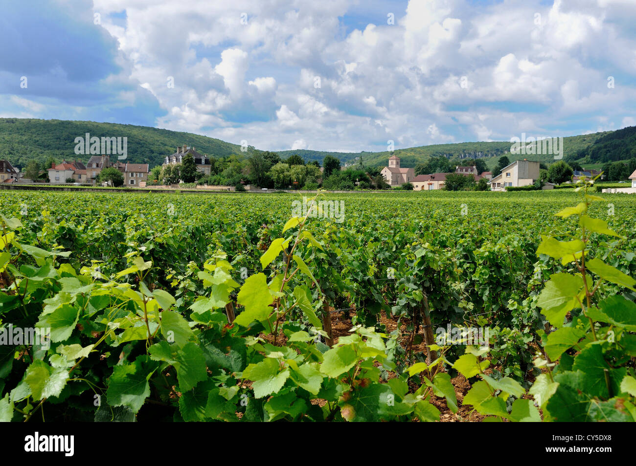 Gevrey Chambertin Vineyard High Resolution Stock Photography and Images ...
