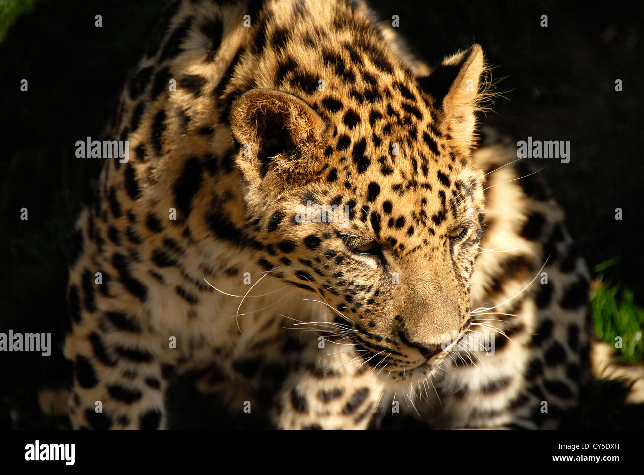 Korean leopard hi-res stock photography and images - Alamy