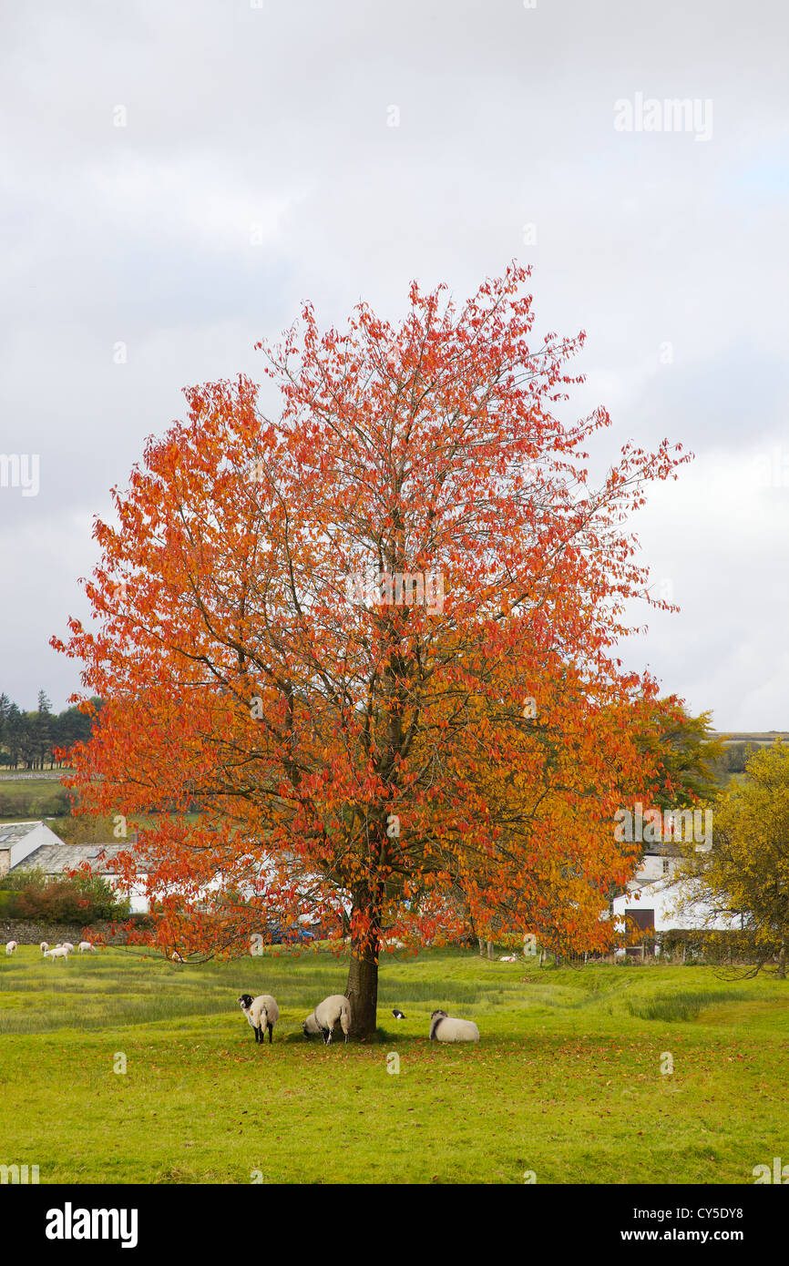 Caldbeck village hi-res stock photography and images - Alamy