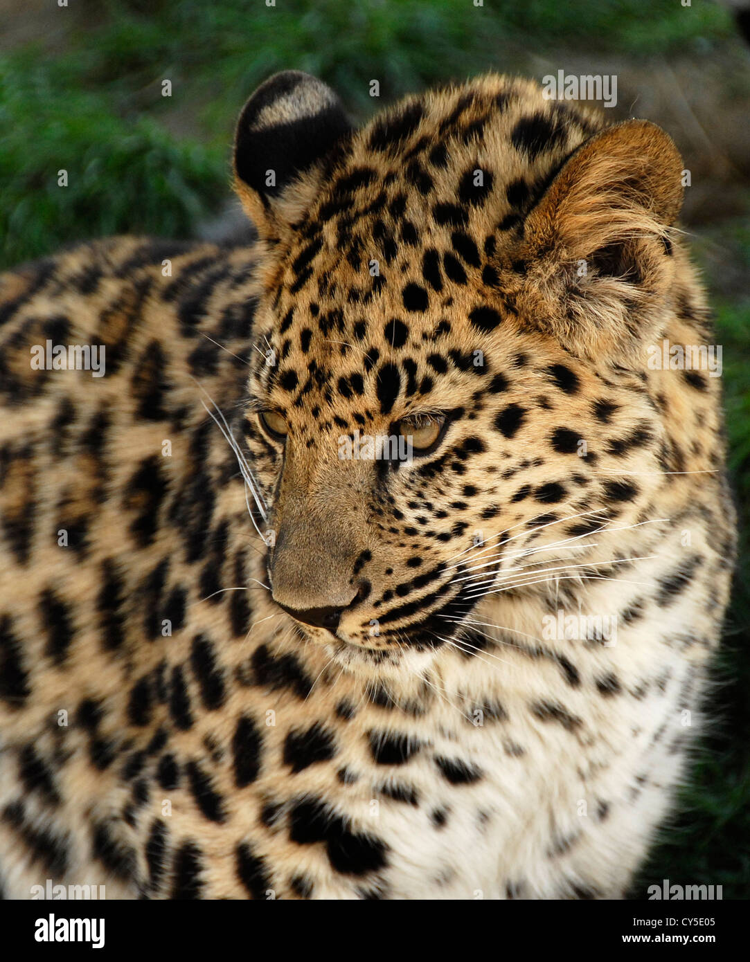 Close up Amur Leopard seated on the ground Stock Photo - Alamy