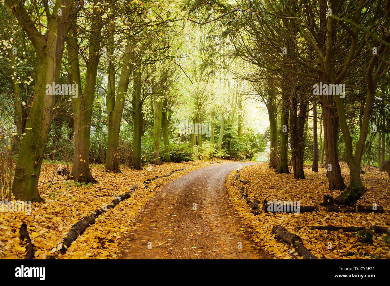 Autumnal woodland scene Stock Photo - Alamy