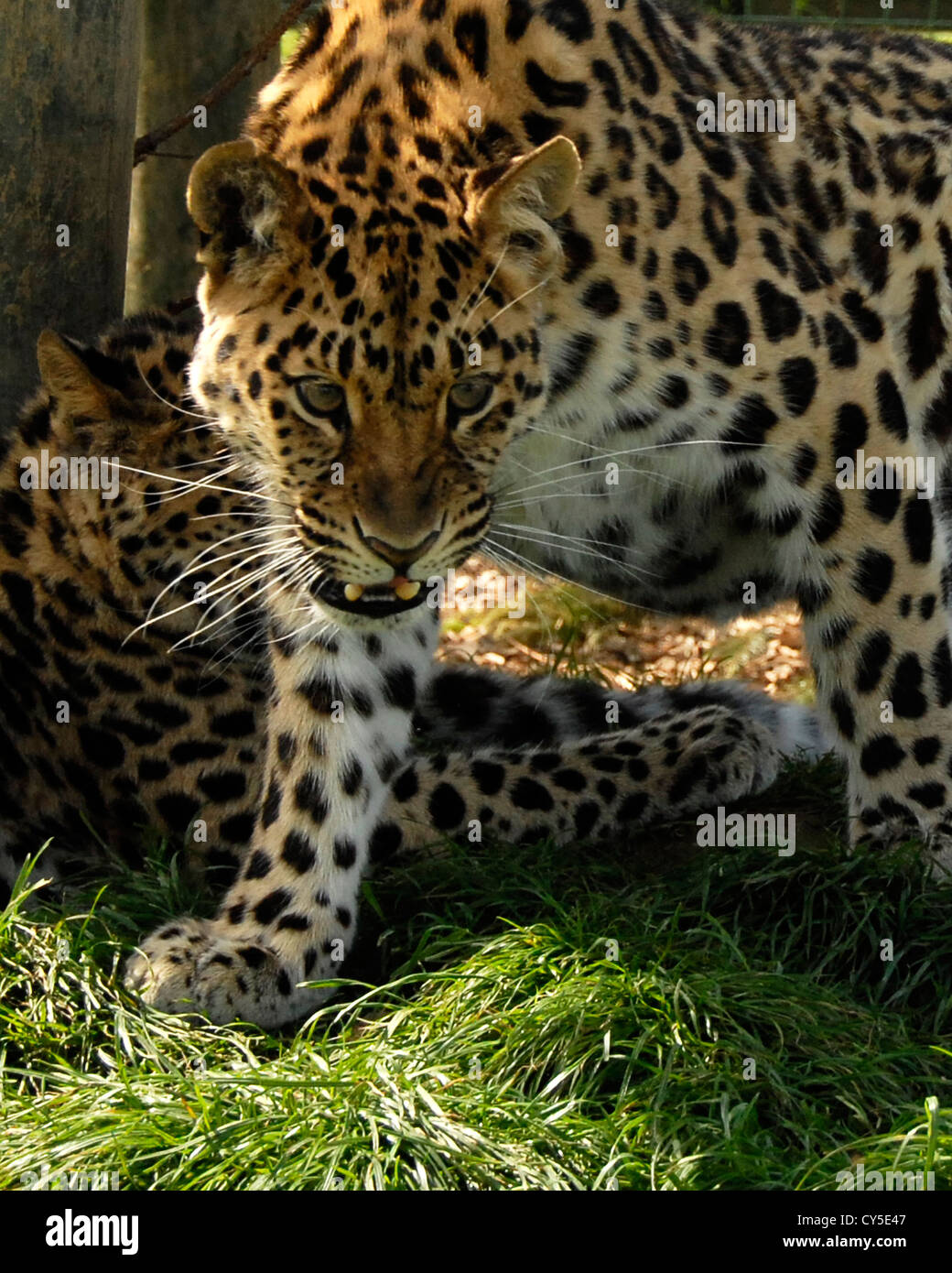 Leopards tail hi-res stock photography and images - Alamy