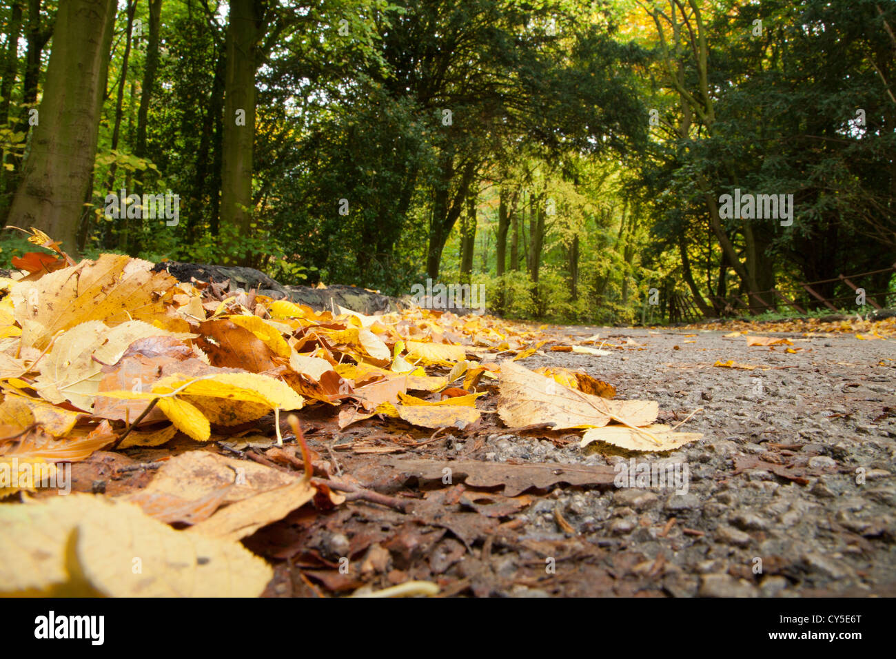 Autumnal scene with leaves falling from trees scenic landscapes wood ...