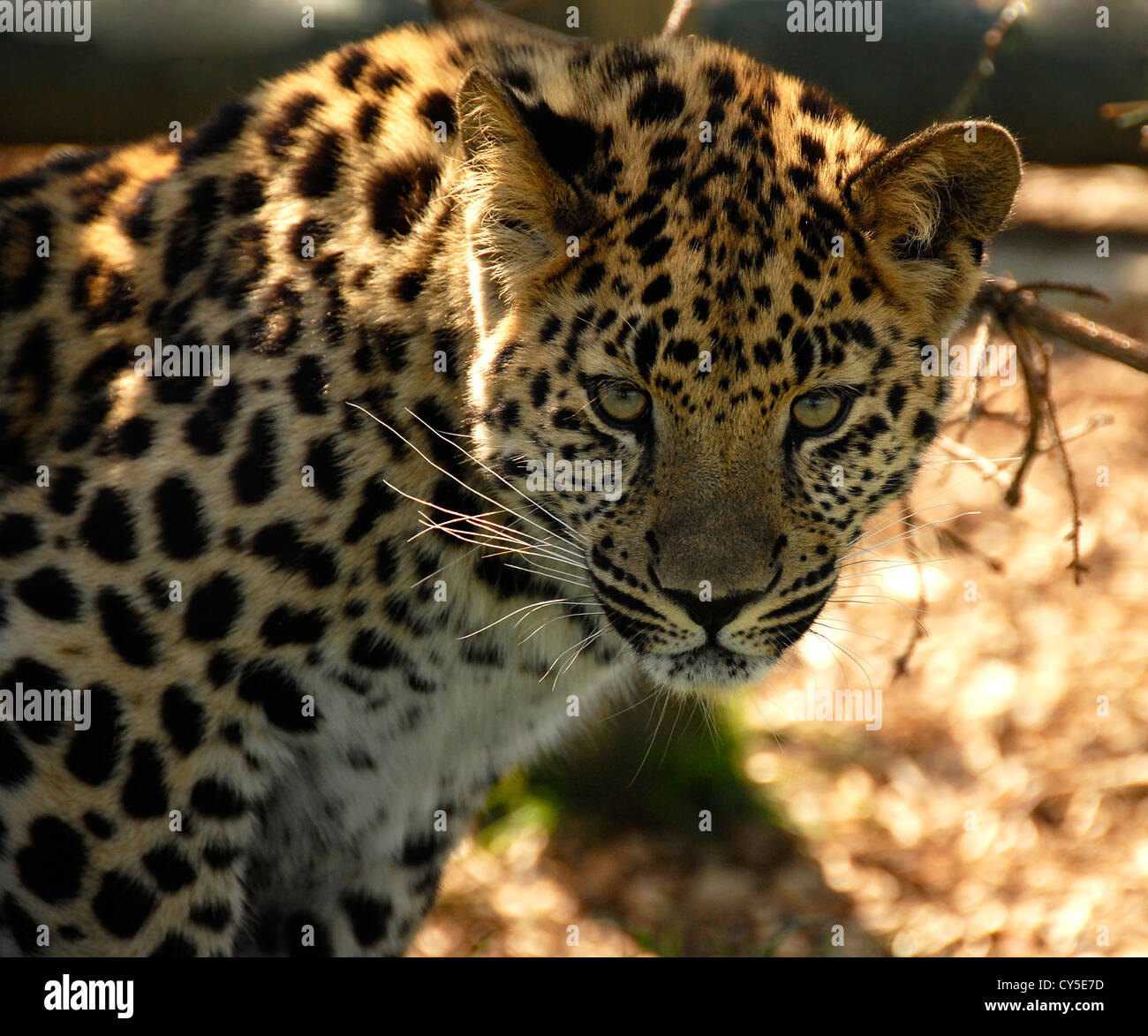 Amur Leopard close up looking toward camera Stock Photo - Alamy