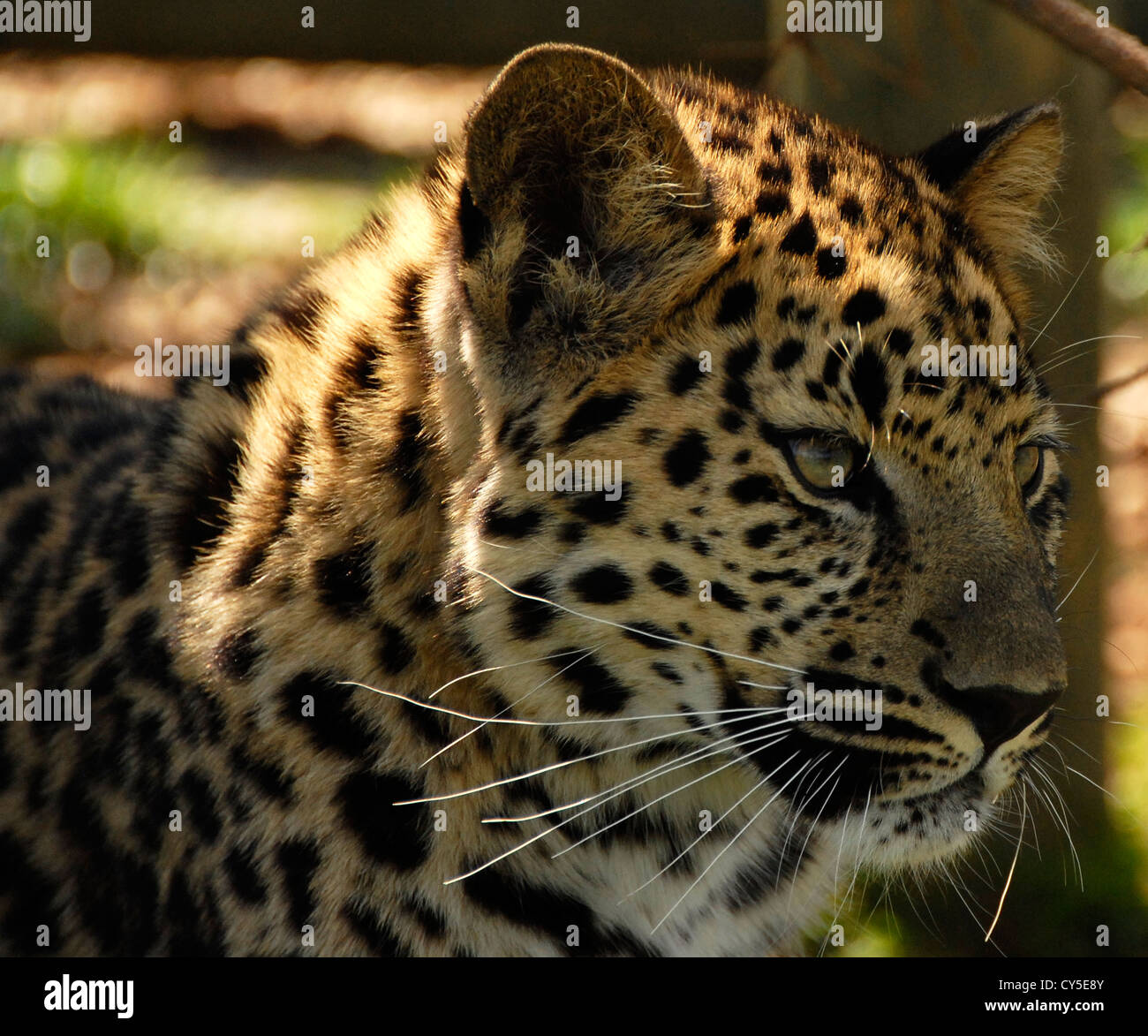 Close portrait rare amur leopard hi-res stock photography and images ...