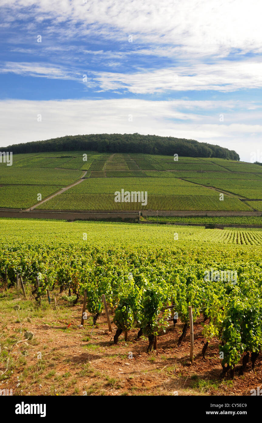 Aloxe corton red burgundy wine hi-res stock photography and images - Alamy