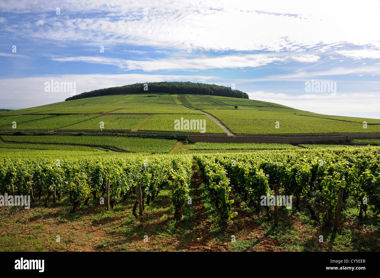 Vineyards hill of corton hi-res stock photography and images - Alamy