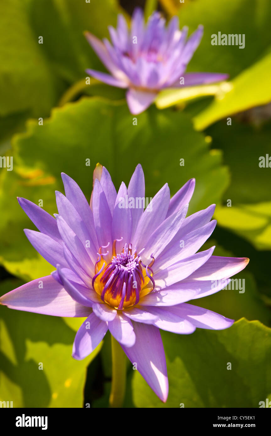 the lotus is violet Stock Photo - Alamy