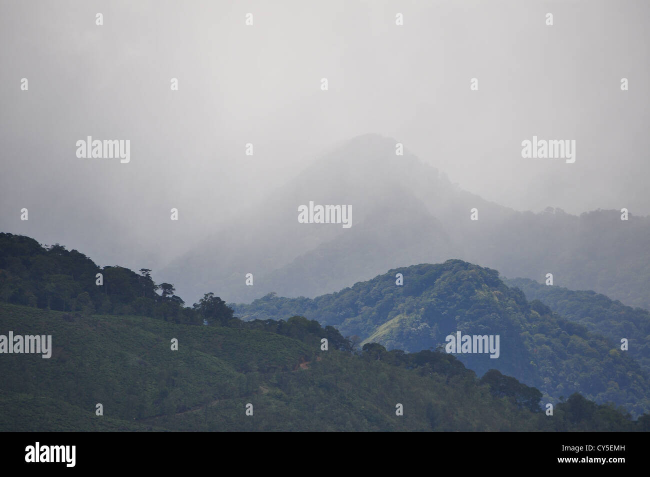 Sunrise seen through some bushes Stock Photo - Alamy