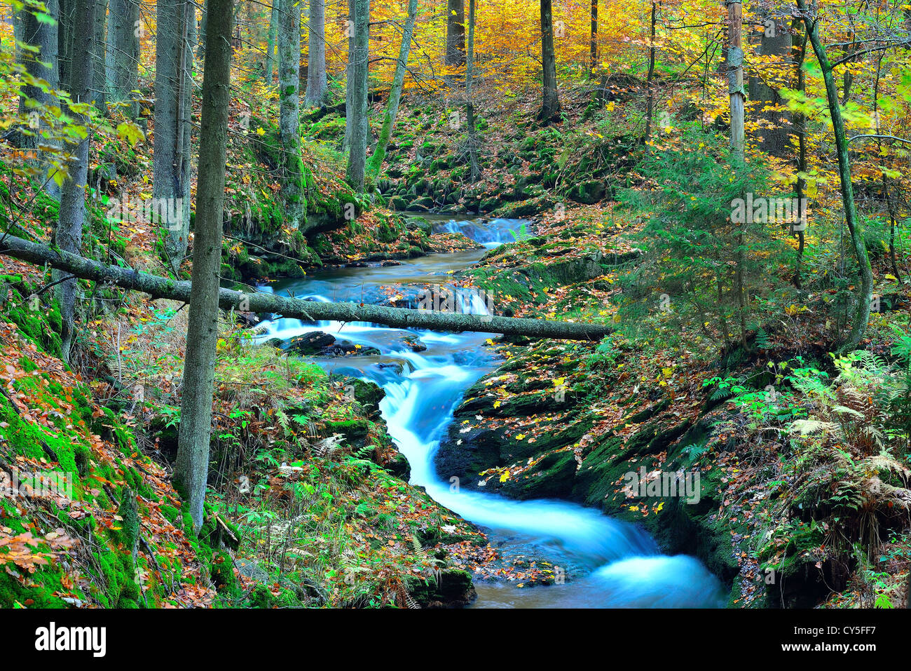 River Bystrzyca flowing through the colorful autumn forest near ...