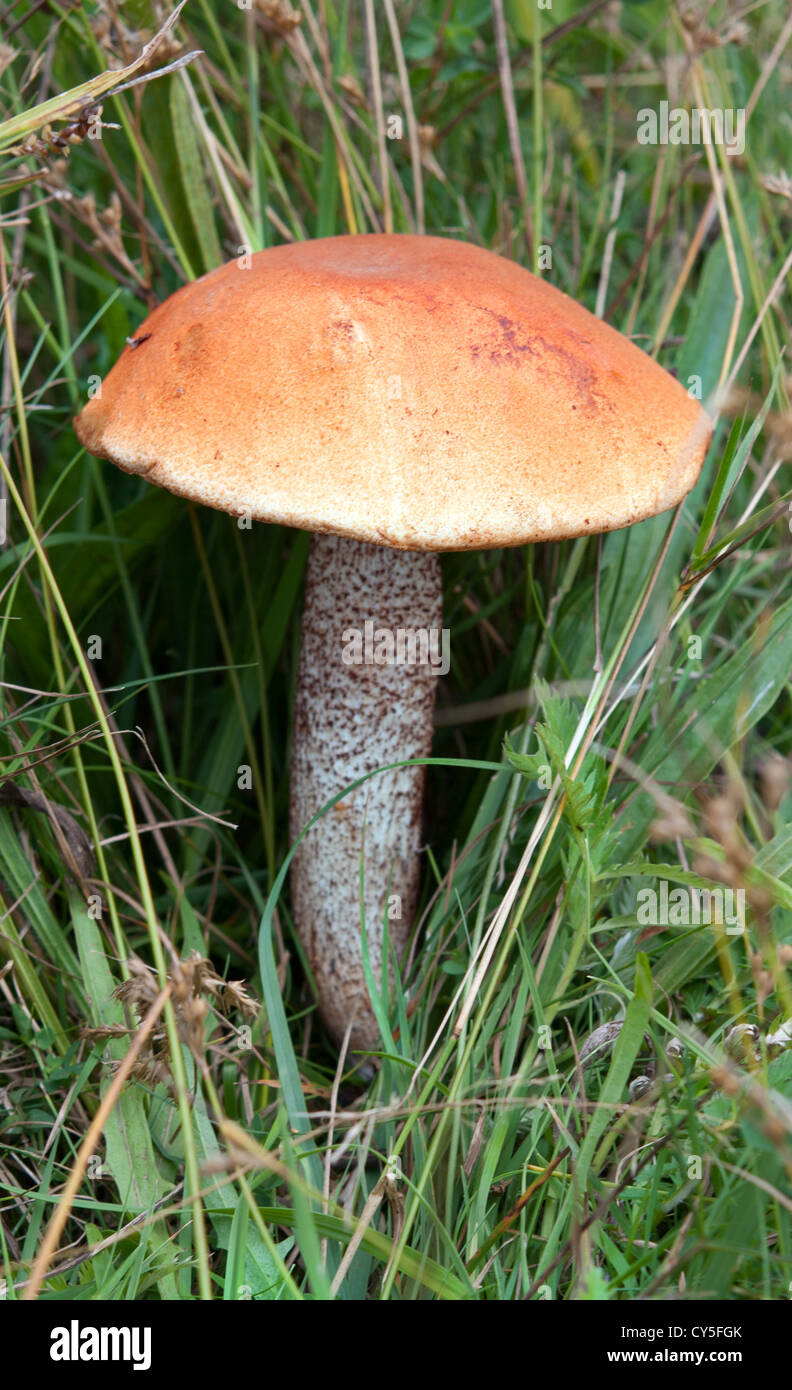 In cap mushroom hi-res stock photography and images - Alamy