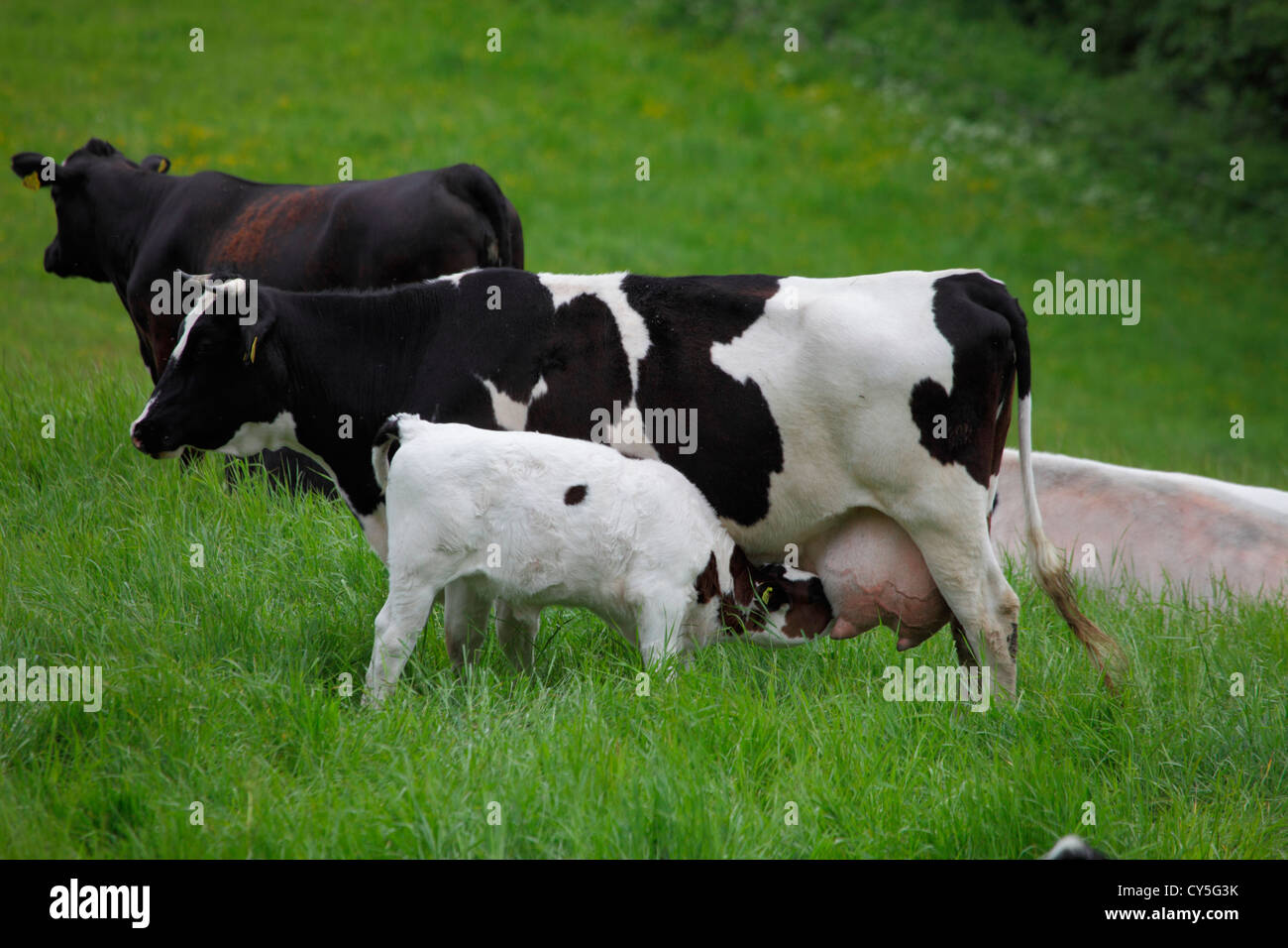 Calf drinking from it's mother on a meadow Stock Photo - Alamy