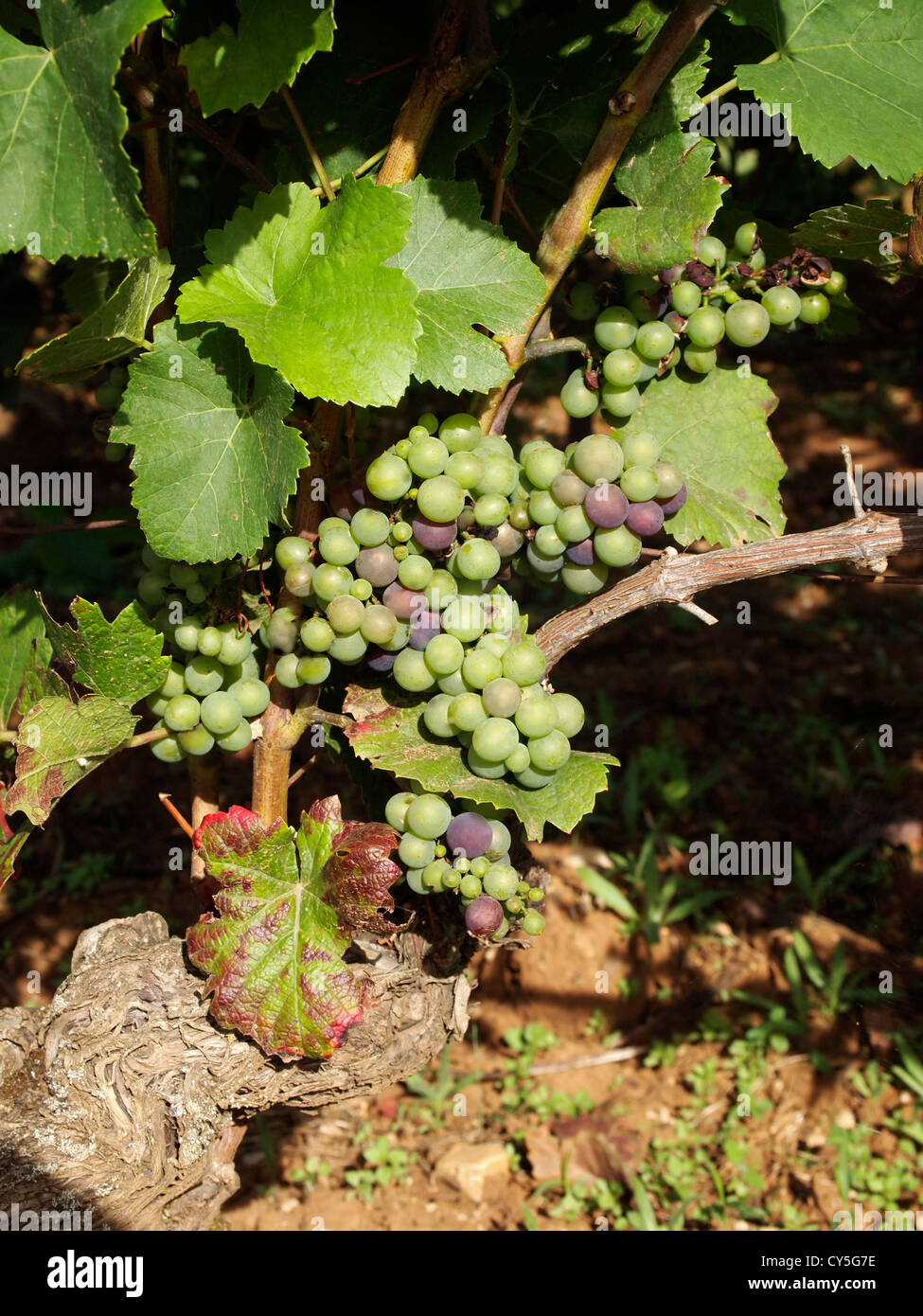 Grapevine, Burgundy, France, Europe Stock Photo - Alamy