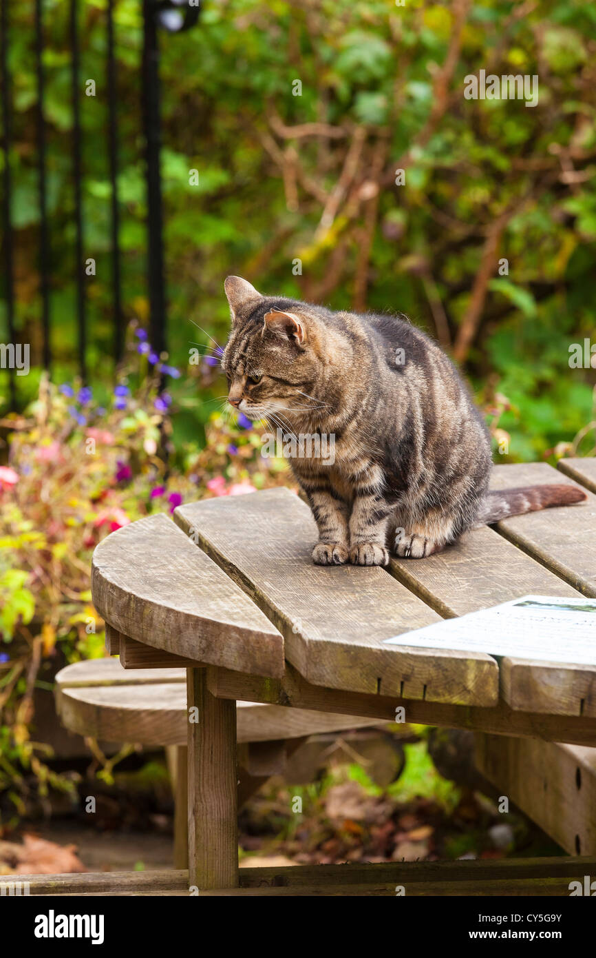 Tabby cat on table Stock Photo - Alamy