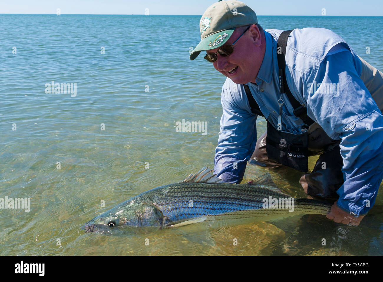 Striped bass hi-res stock photography and images - Alamy
