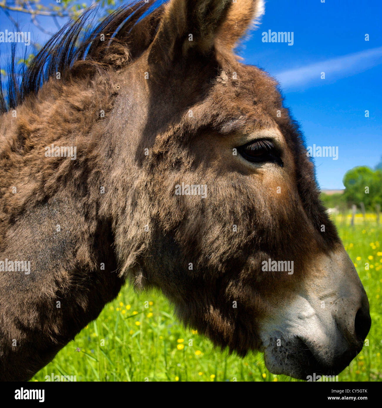 Donkey head, closeup Stock Photo - Alamy