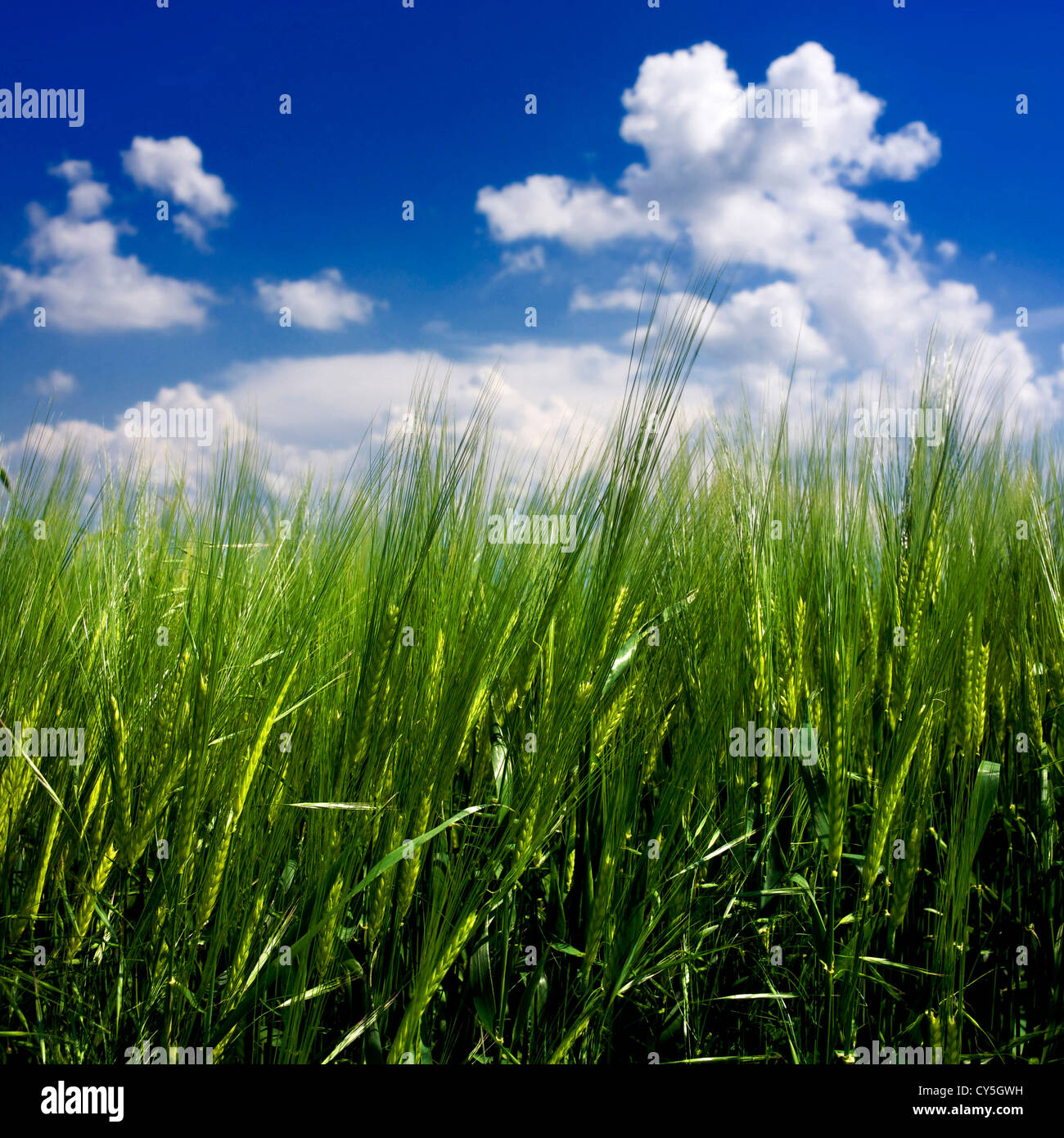 Barley crop field agricultural hi-res stock photography and images - Alamy