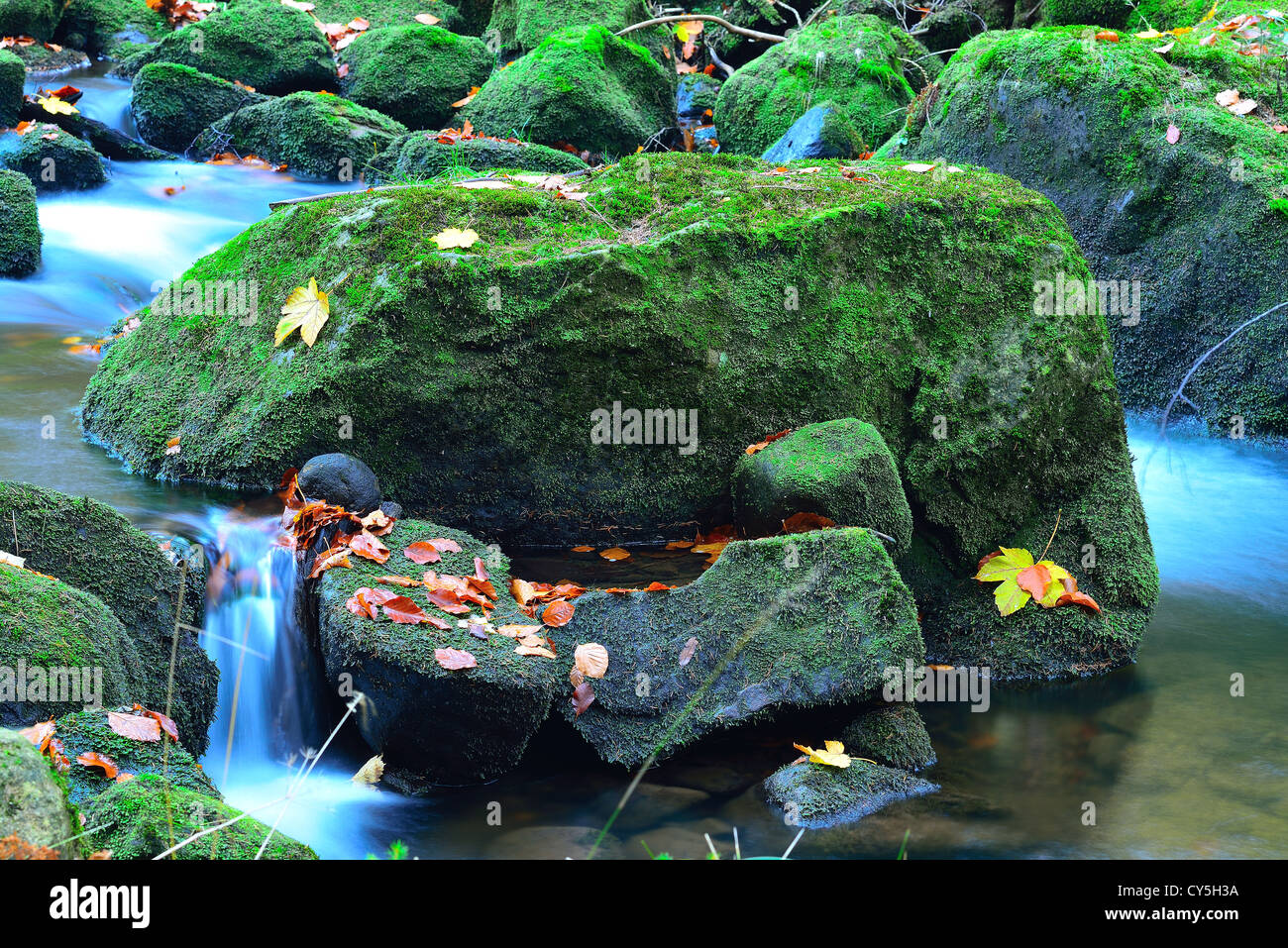 Moss covered boulders in forest near Bystrzyca Klodzka Lower Silesia ...