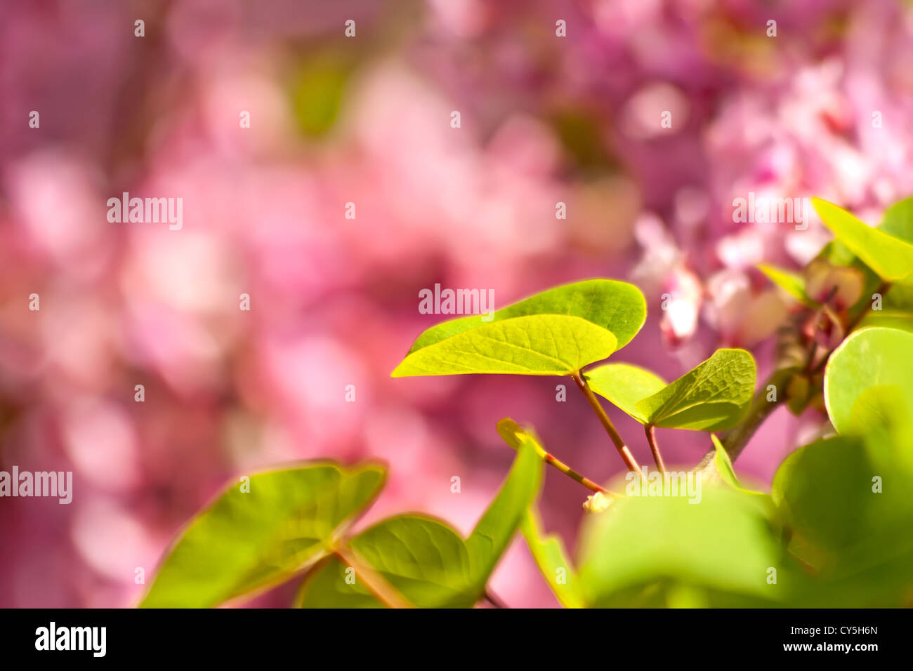 Judas Tree Flower And Leaves Stock Photo - Alamy