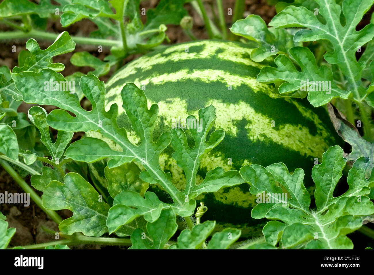 Organic Ripe Watermelon Stock Photo - Alamy