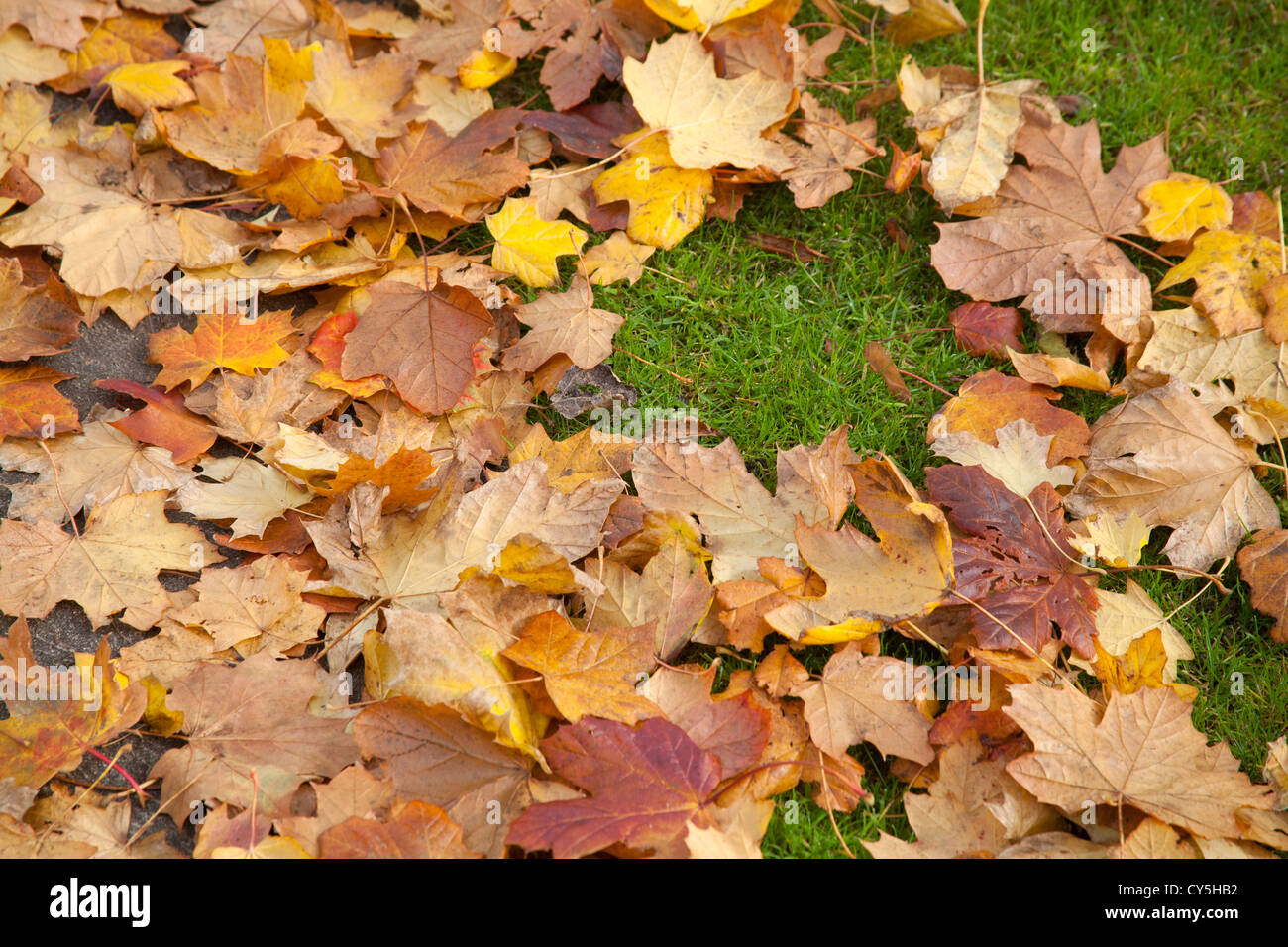 Crunchy leaves hi-res stock photography and images - Alamy