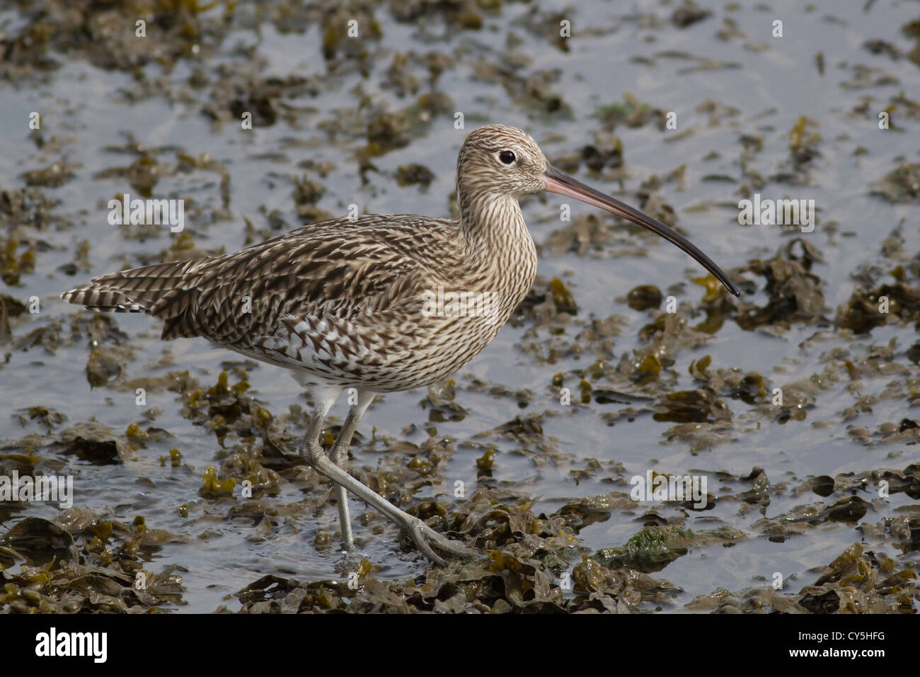 Curlew beak hi-res stock photography and images - Alamy