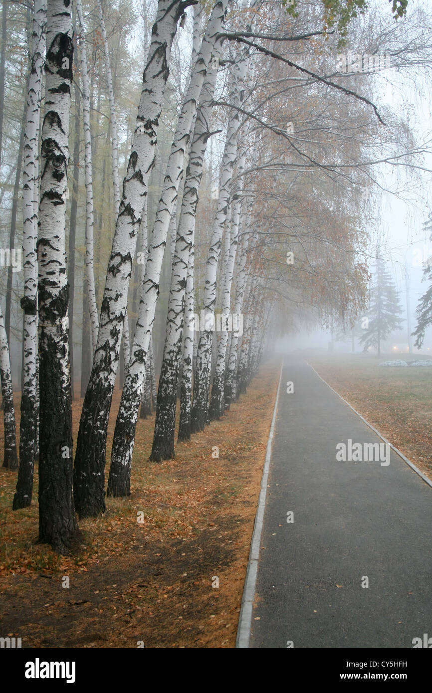 Fog in a wood Stock Photo - Alamy