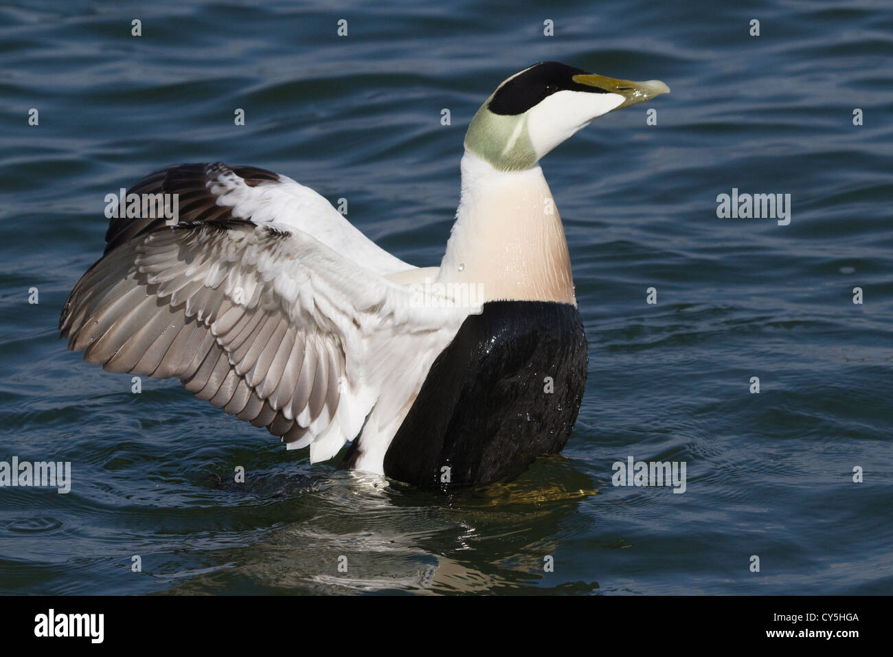 Eider Duck Northumberland High Resolution Stock Photography and Images ...