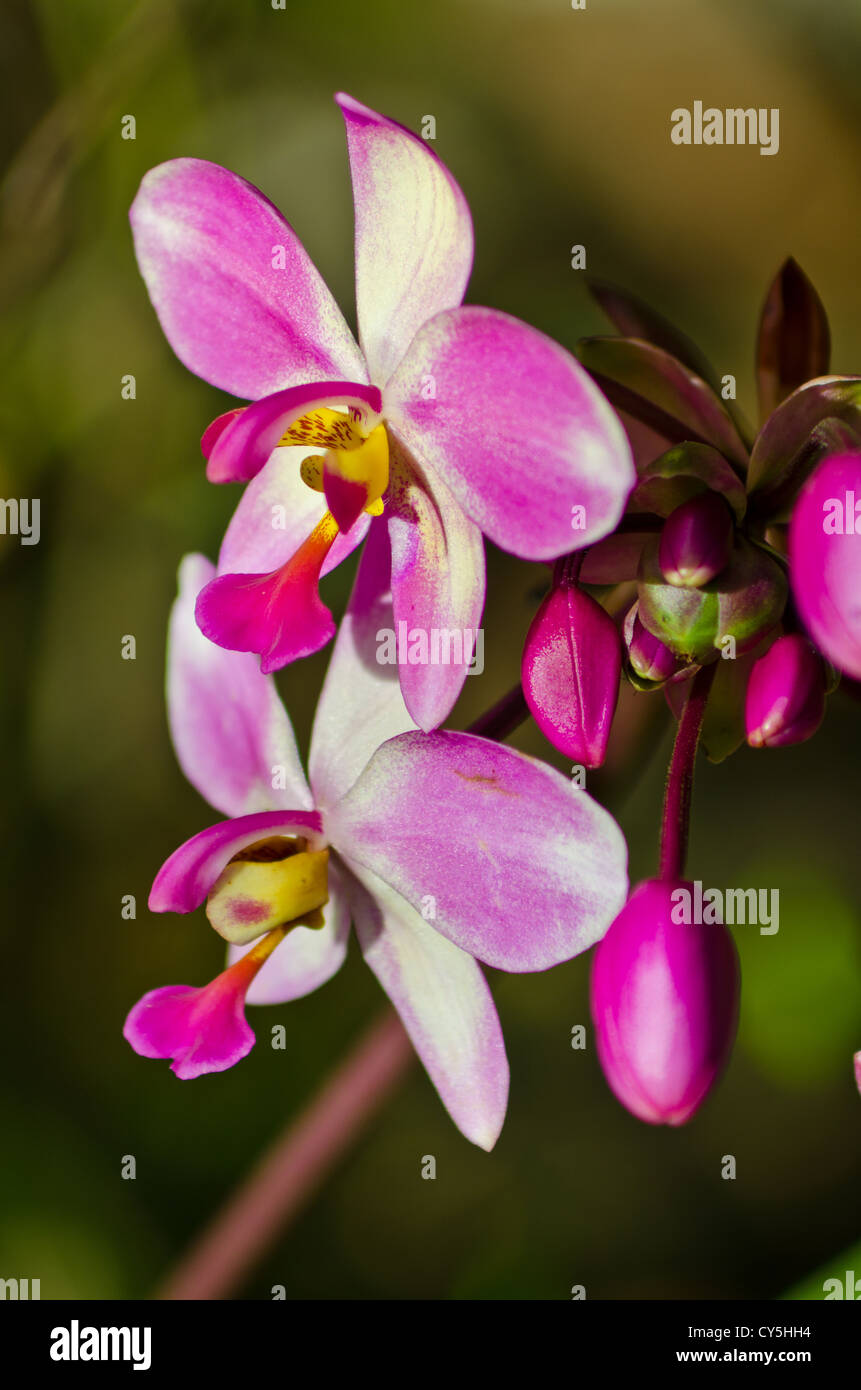 Violet flower blossom Stock Photo - Alamy