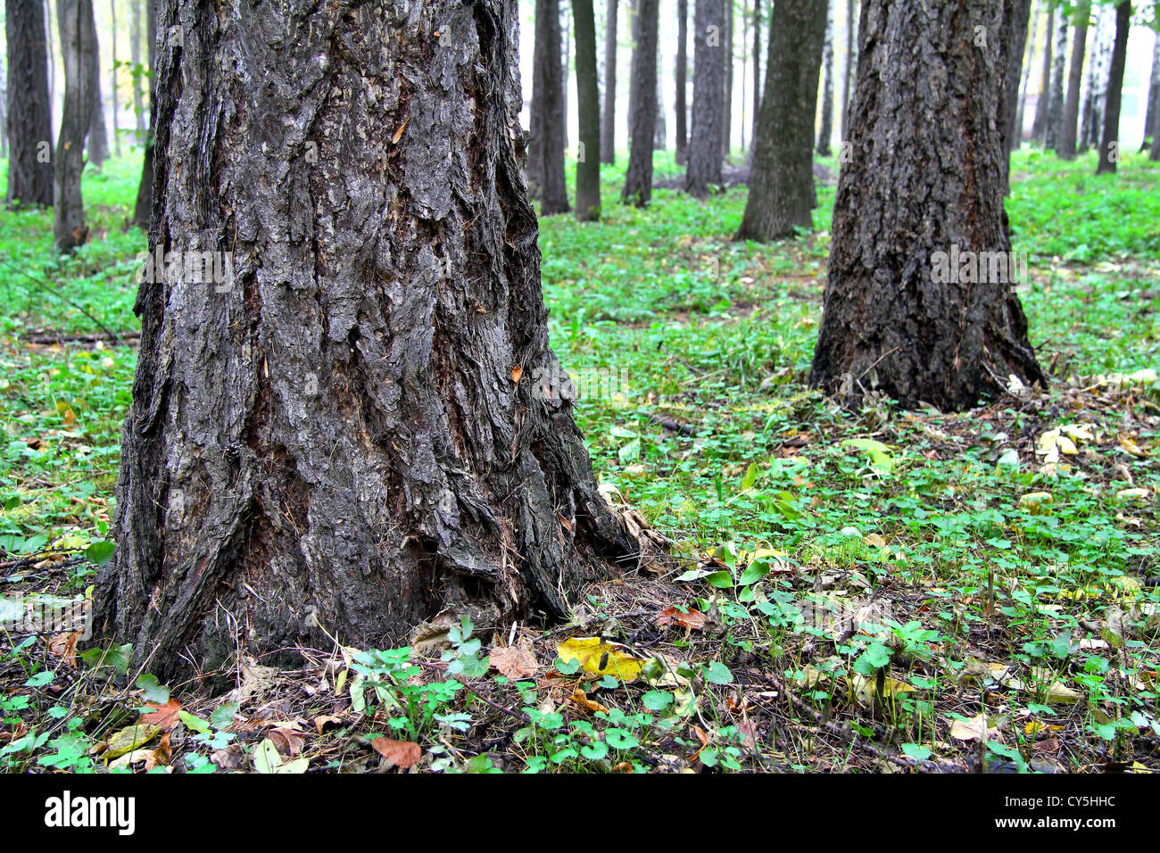 Forest wood trees hi-res stock photography and images - Alamy