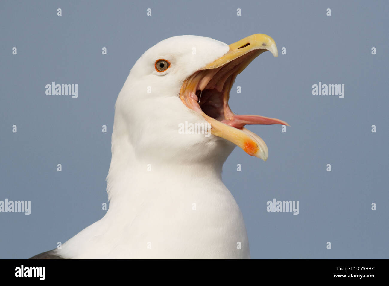 Gull call hi-res stock photography and images - Alamy