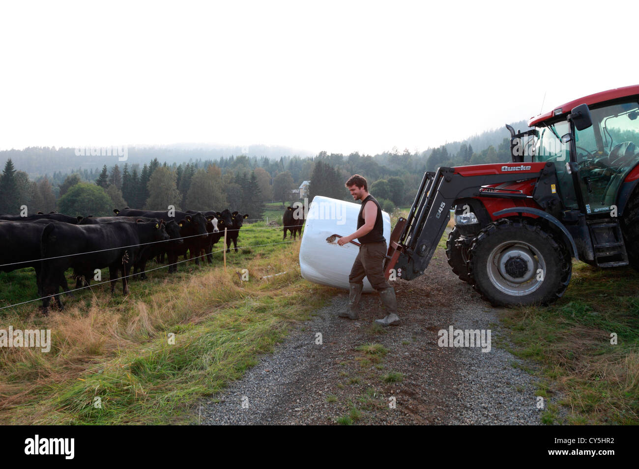 Man bringing cows field hi-res stock photography and images - Alamy