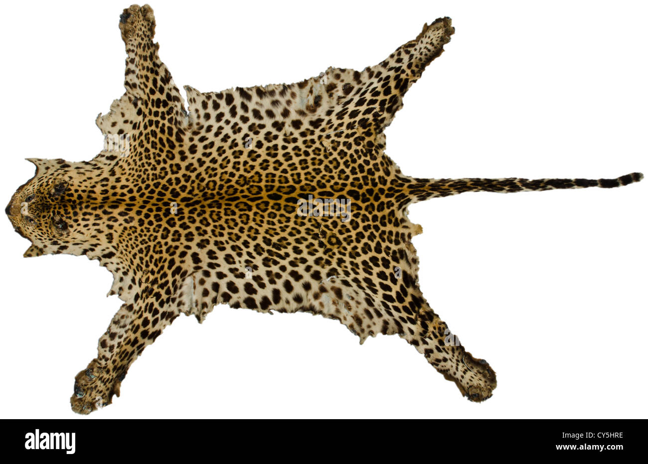 Tiger fur pattern hi-res stock photography and images - Alamy