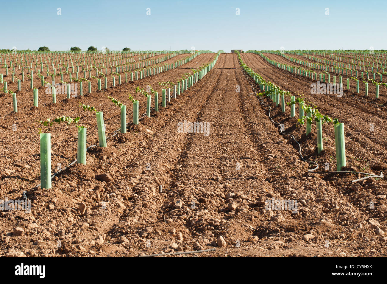 Newly planted vineyards in a row Stock Photo - Alamy