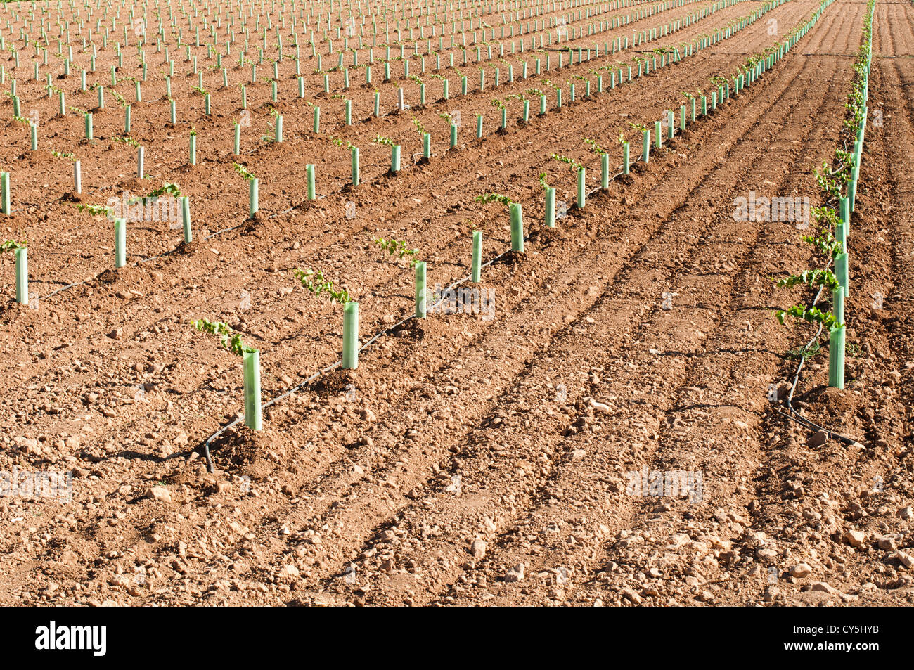 Newly planted vineyards in a row Stock Photo - Alamy