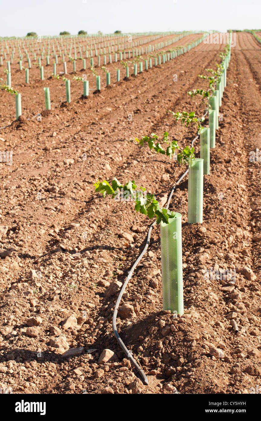 Newly planted vineyards in a row Stock Photo - Alamy