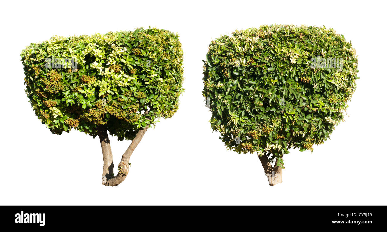 Green trees isolated on white. Decorative green tree Stock Photo - Alamy