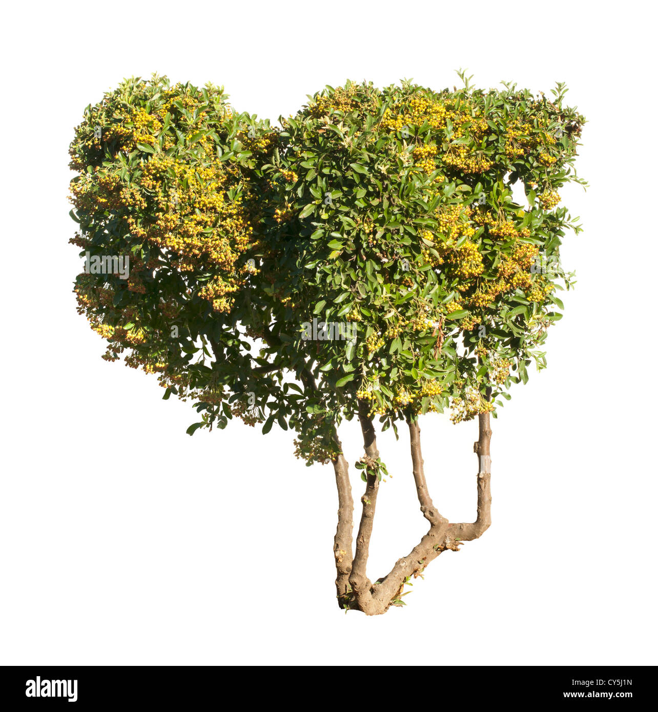 Green trees isolated on white. Decorative green tree Stock Photo - Alamy