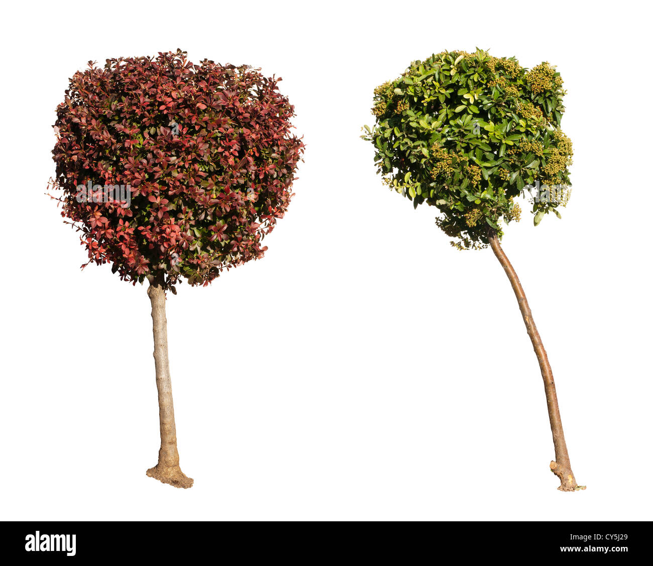 Dark tree canopy Cut Out Stock Images & Pictures - Alamy