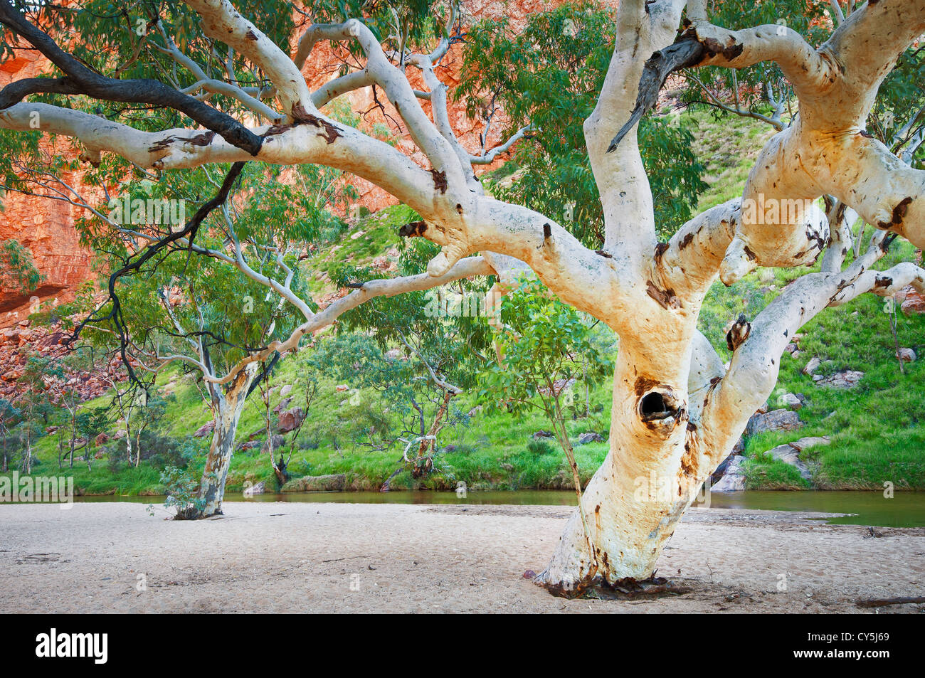 River red gum hi-res stock photography and images - Alamy